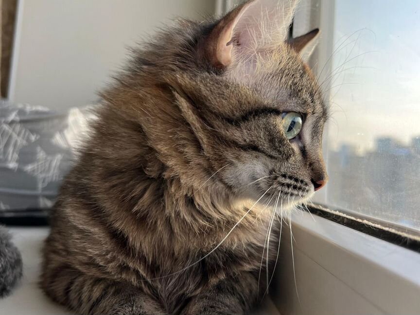 Котик в добрые руки