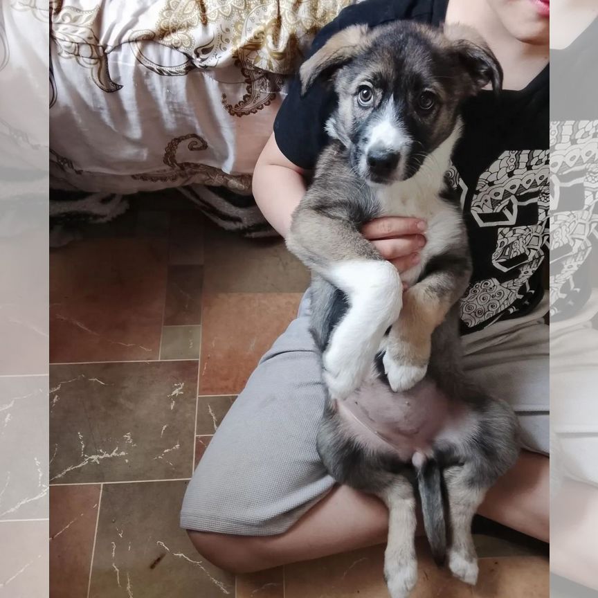 Щенок в добрые руки