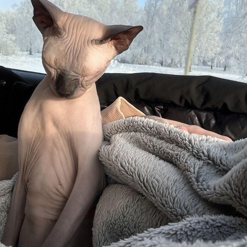Кошка сфинкс