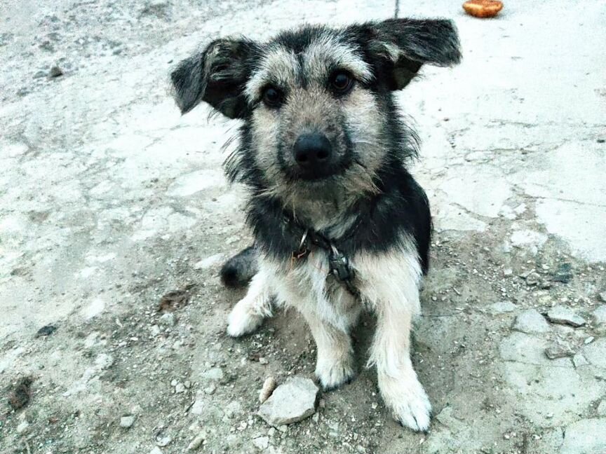 Маленький пёс коротколапик Мультик в добрые руки