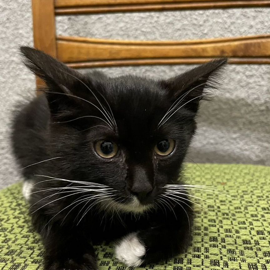 Котенок мальчик 2 месяца