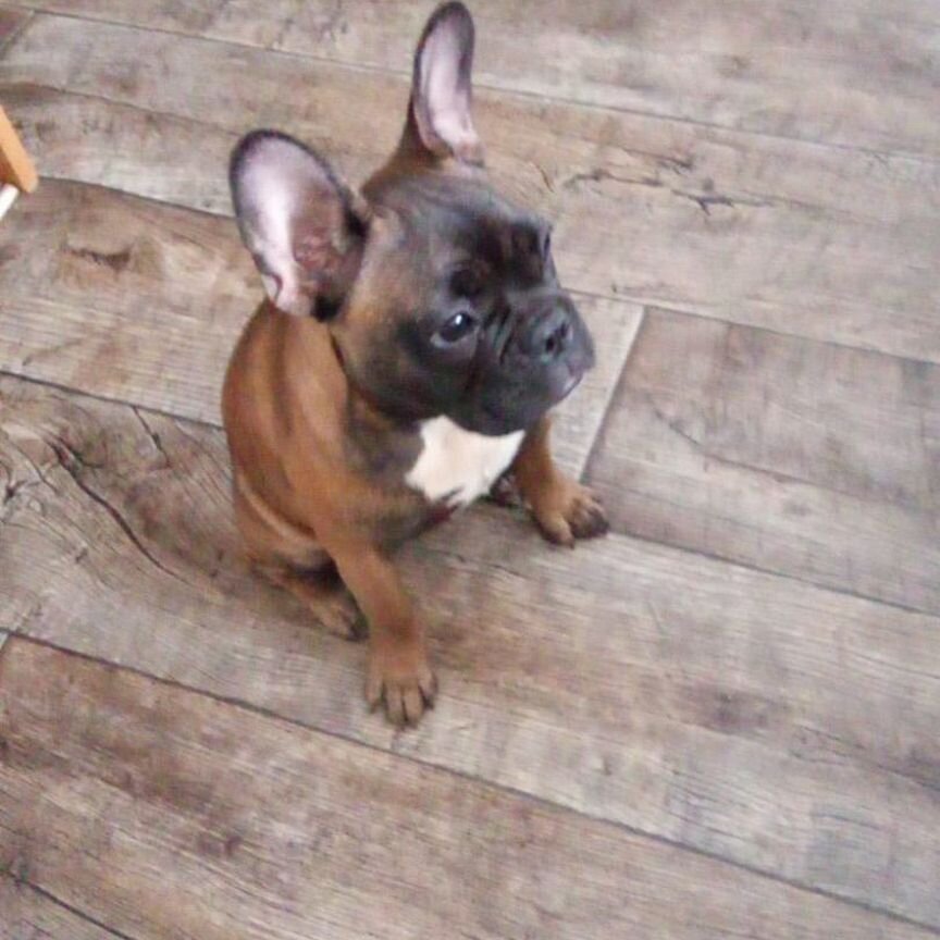 Французский бульдог