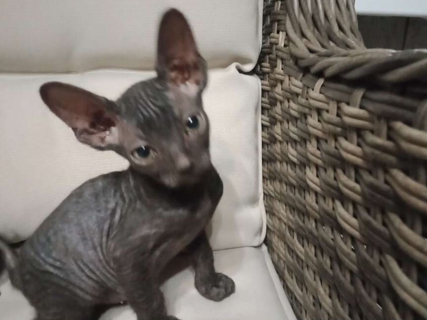 Донской сфинкс