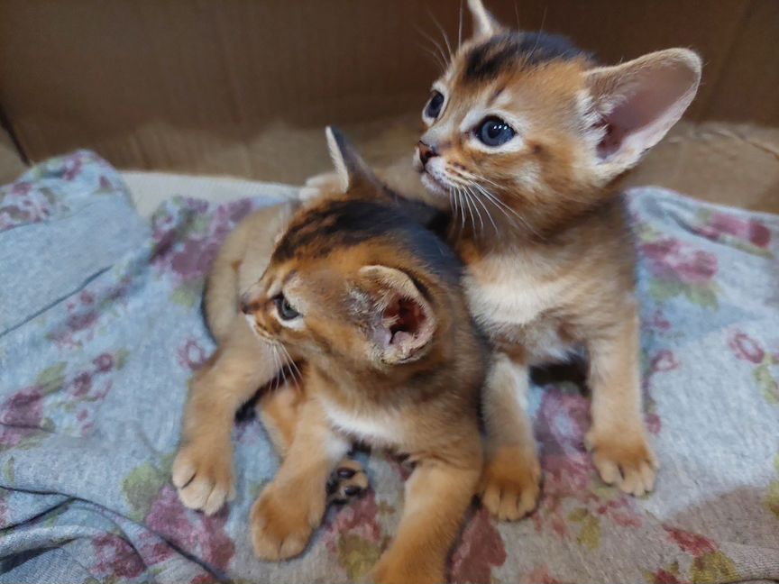 Абиссинская кошка