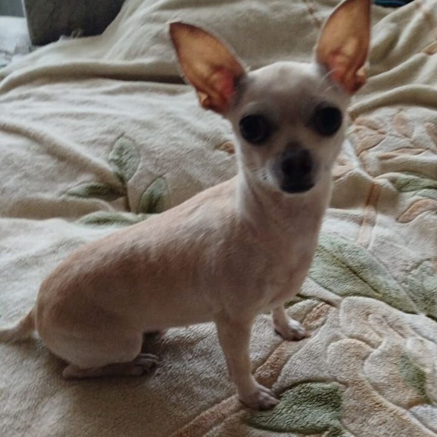 Чихуахуа мини девочка