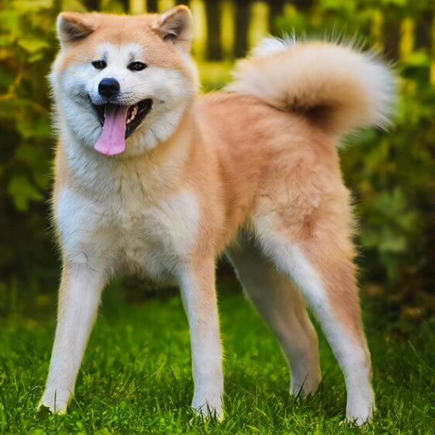 Акита-ину, взрослая собака