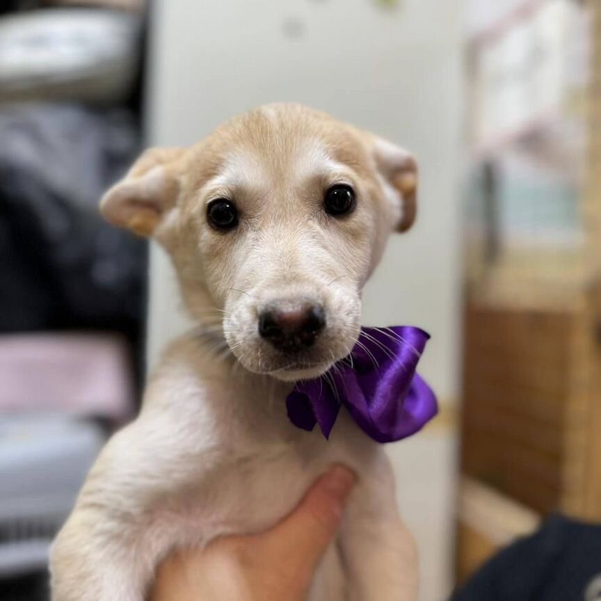 Щенок ищет семью