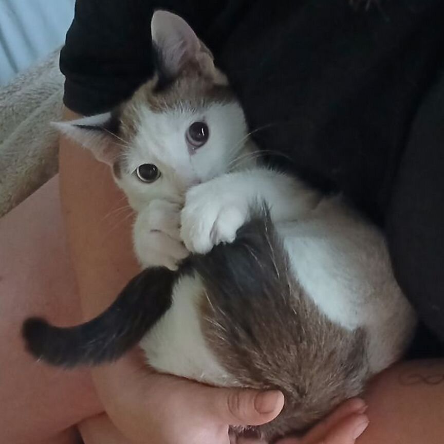 Отдам кота в добрые руки