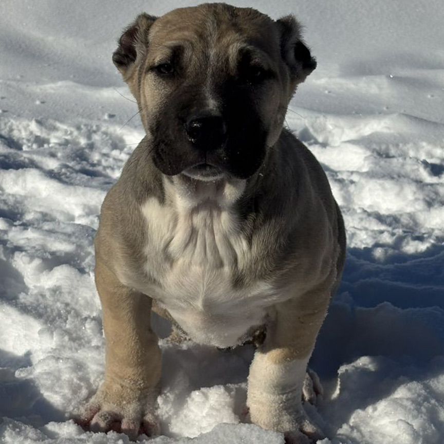 Среднеазиатская овчарка, щенок