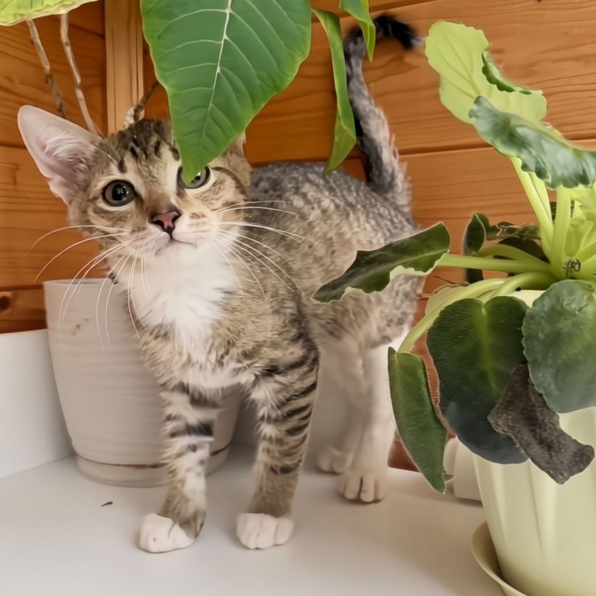 Котёнок в добрые руки