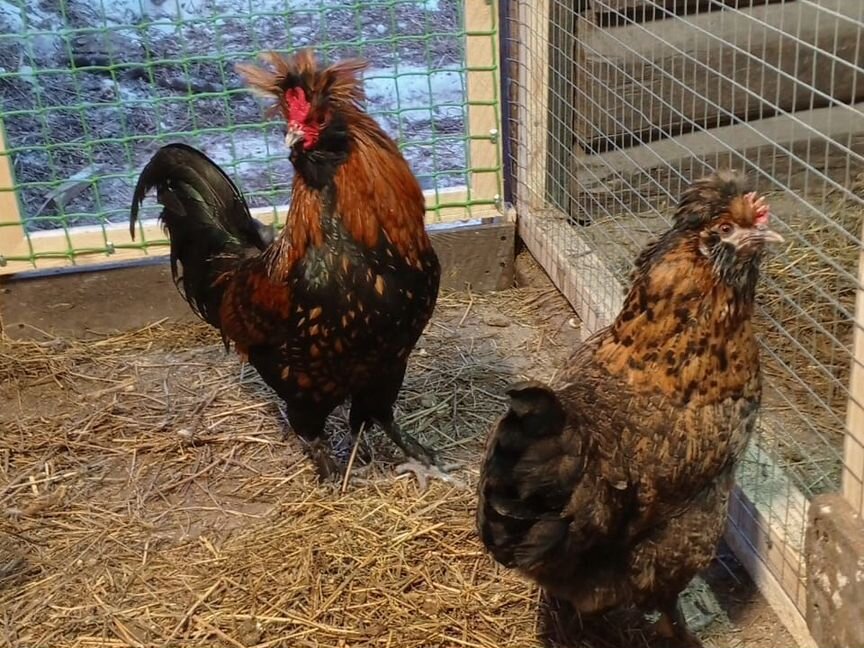 Цыплята павловское золото