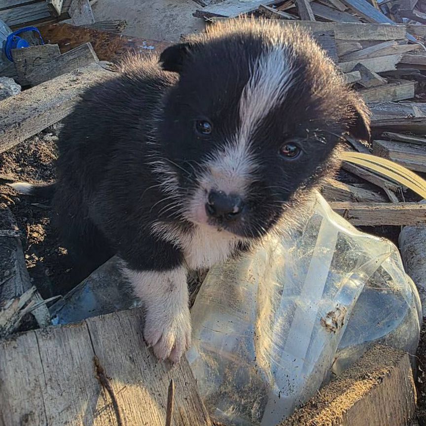 Щенок в добрые руки