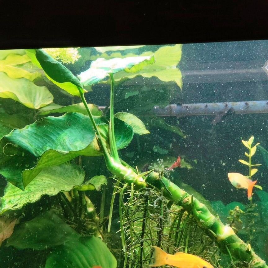 Аквариумное растение