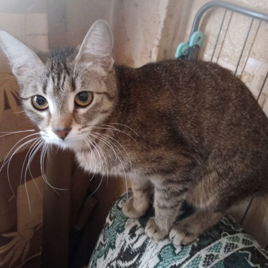 Котёнок от частного владельца