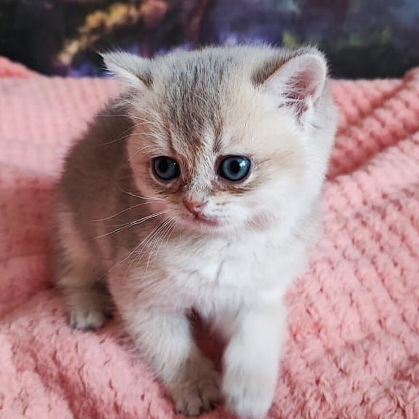 Серебристая шиншилла кошка