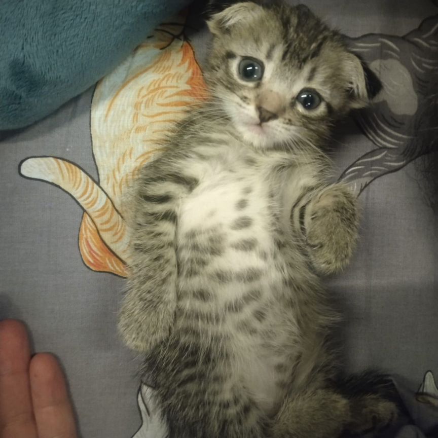 Котята в добрые руки бесплатно девочка