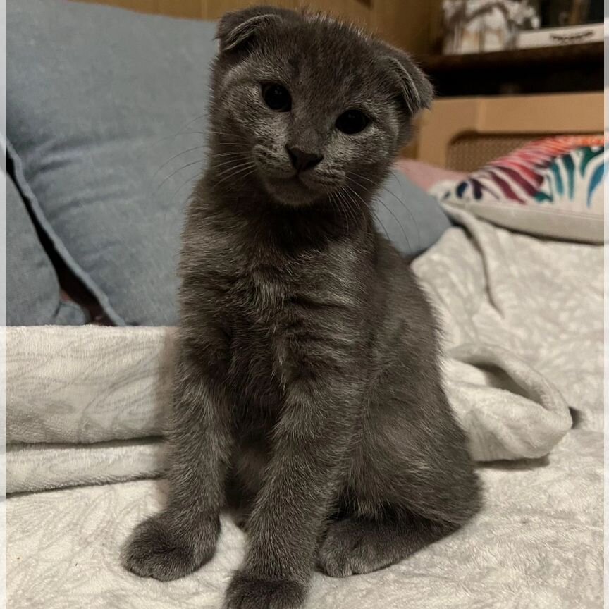 Котенок дымчатый мальчик