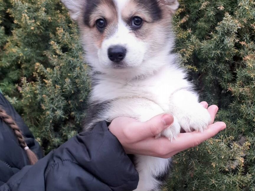 Вельш-корги пемброк