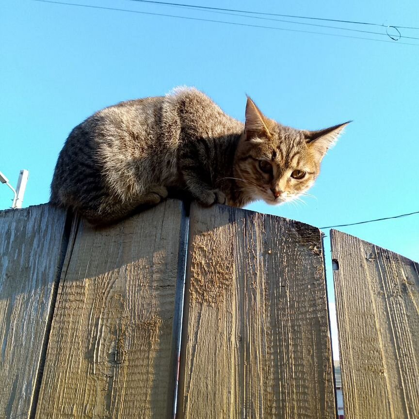 Февральская кошечка Малышка