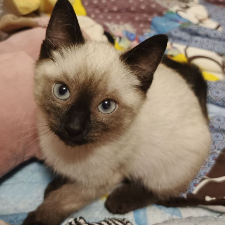Сиамская кошечка