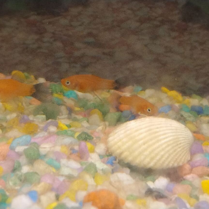 Мальки меченосца