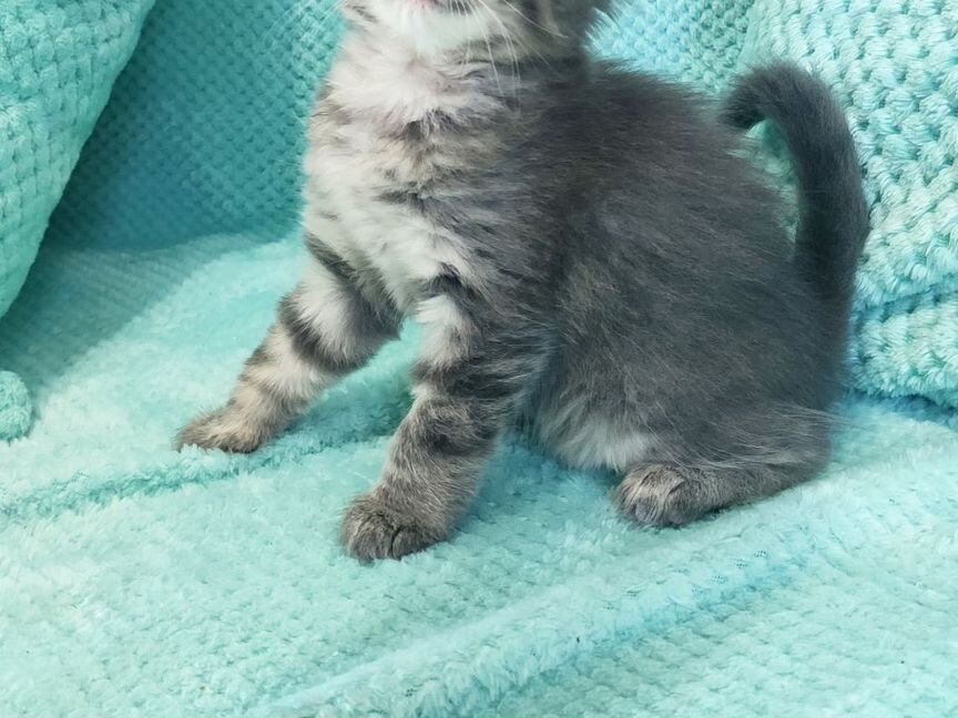 Ласковая пушистая кошечка