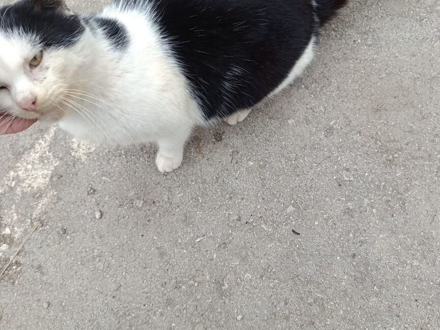 Молодой котик ищет дом