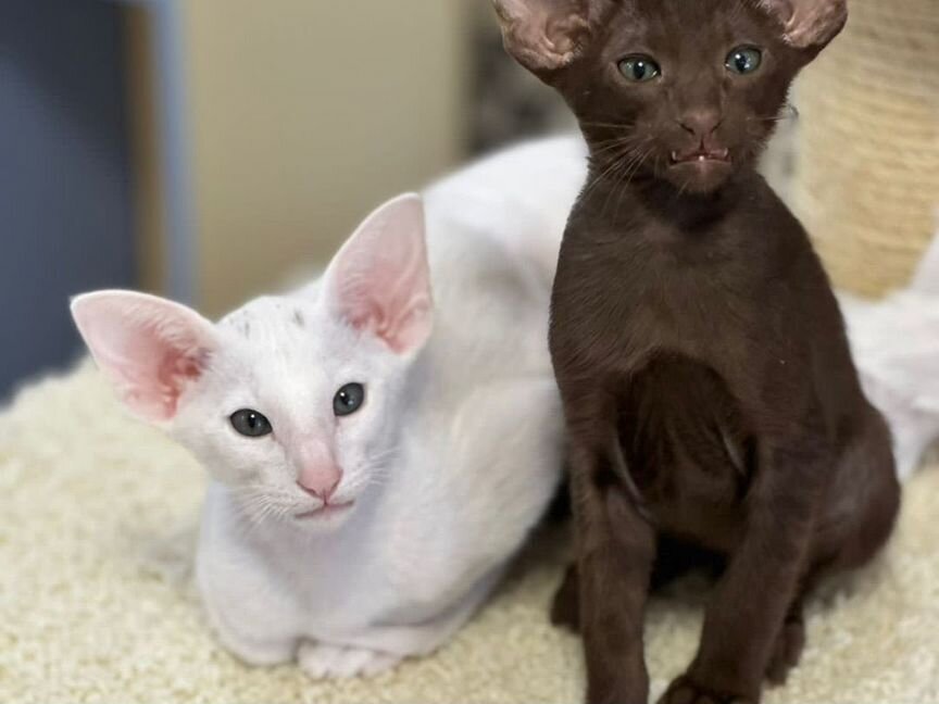 Ориентальный котята