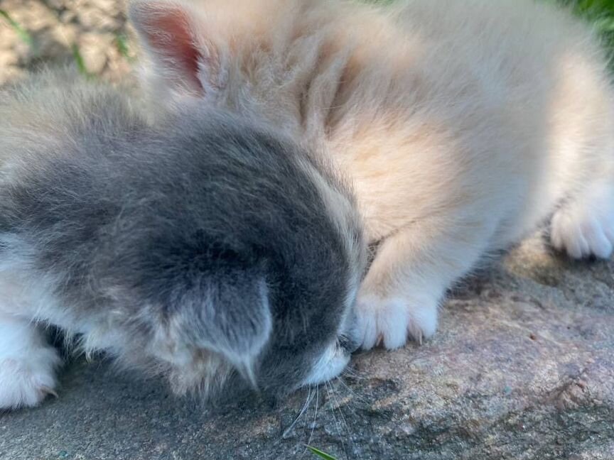 Котята в добрые руки даром