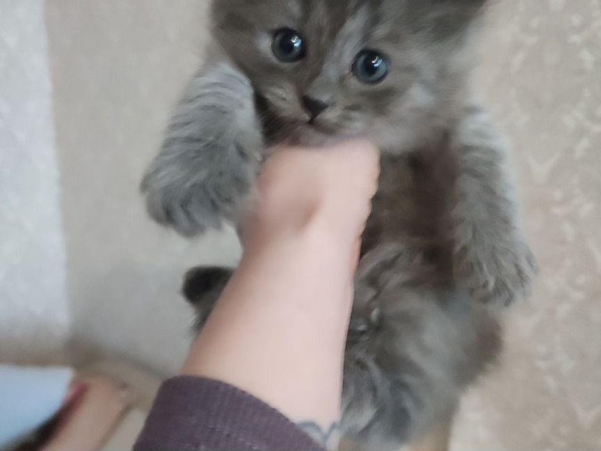 Котята от породистых котов