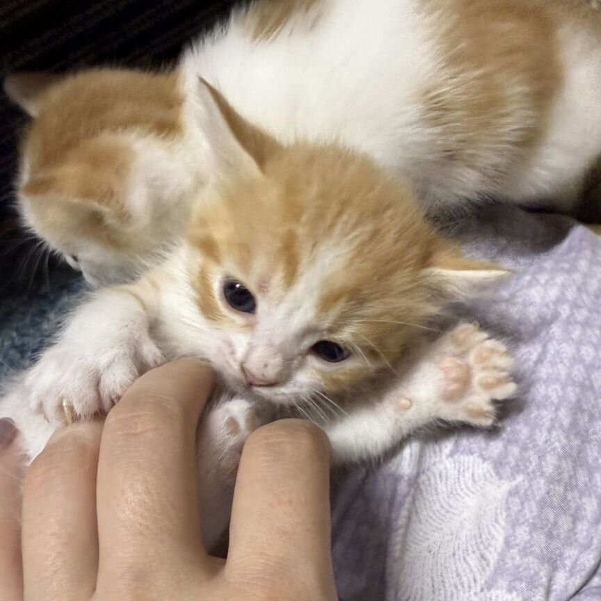 Отдам котенка в добрые руки