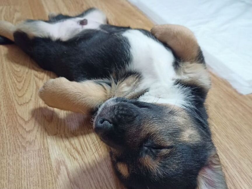 Щенок ищет семью