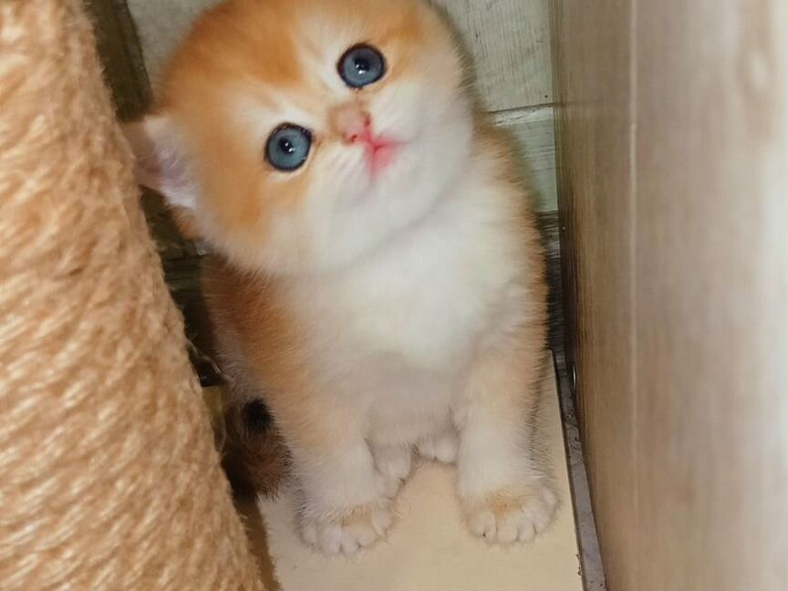 Британские золотинки