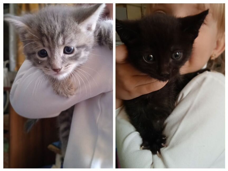 Котята