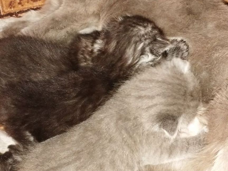 Шотландские котята