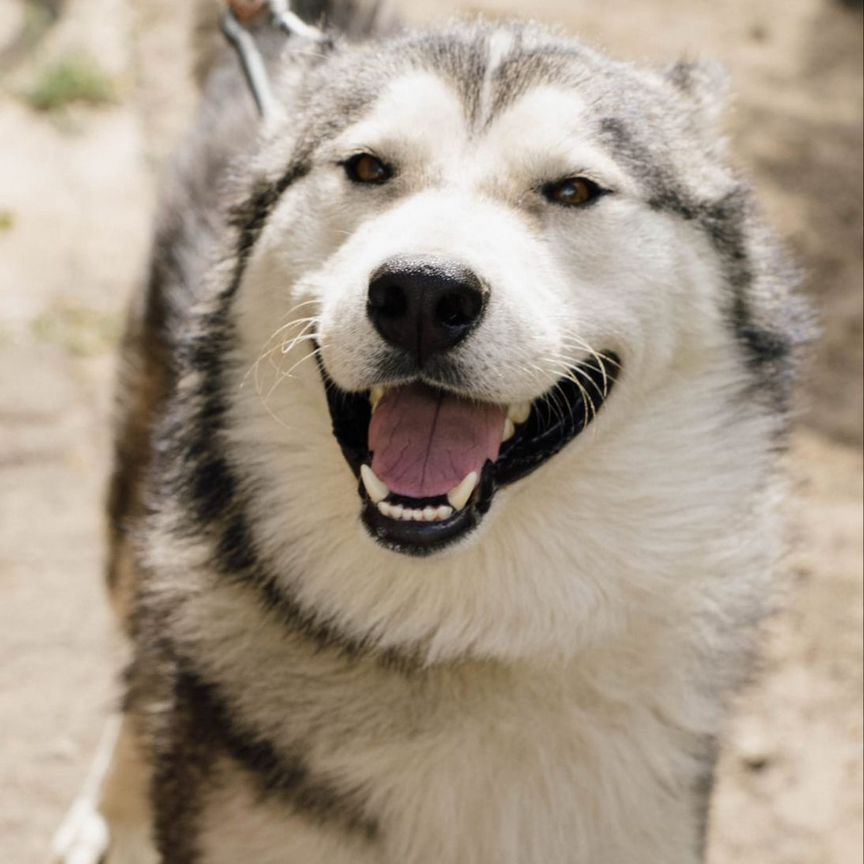 Кобель хаски