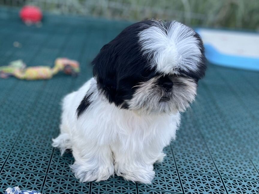 Полностью привит маленький мужик