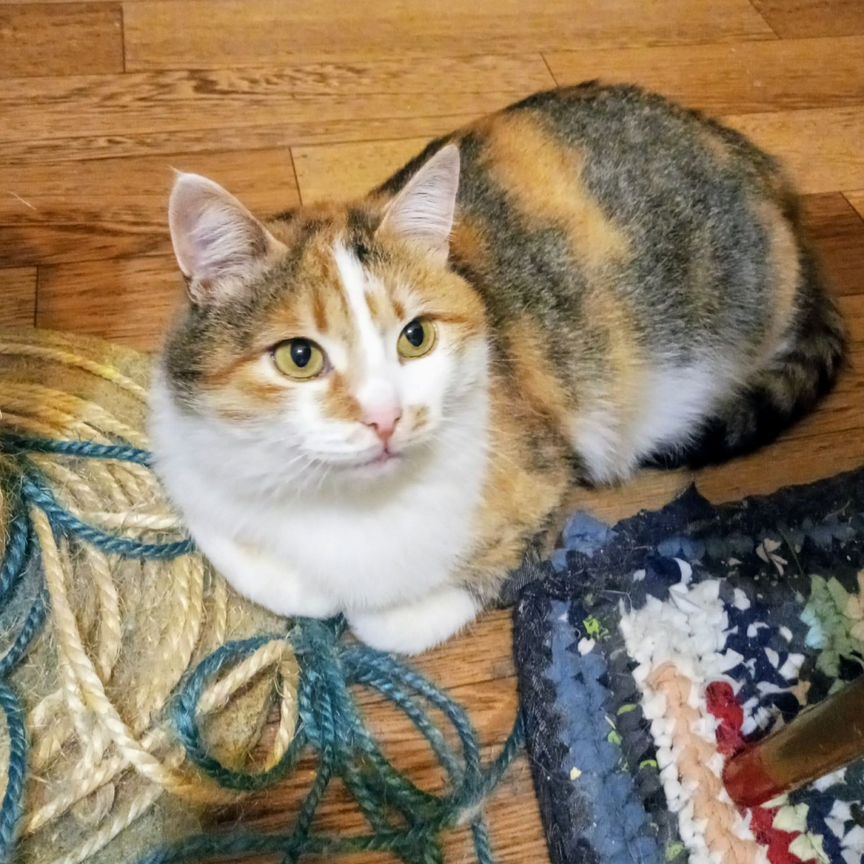 Кошечка