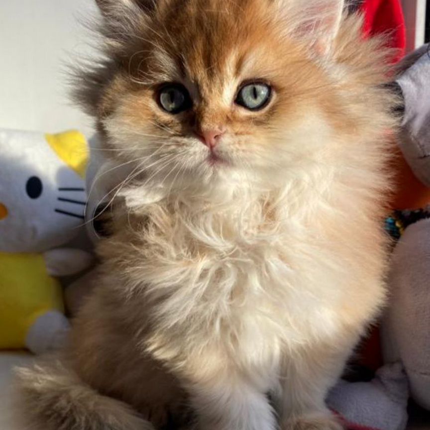 Котенок британский золотой