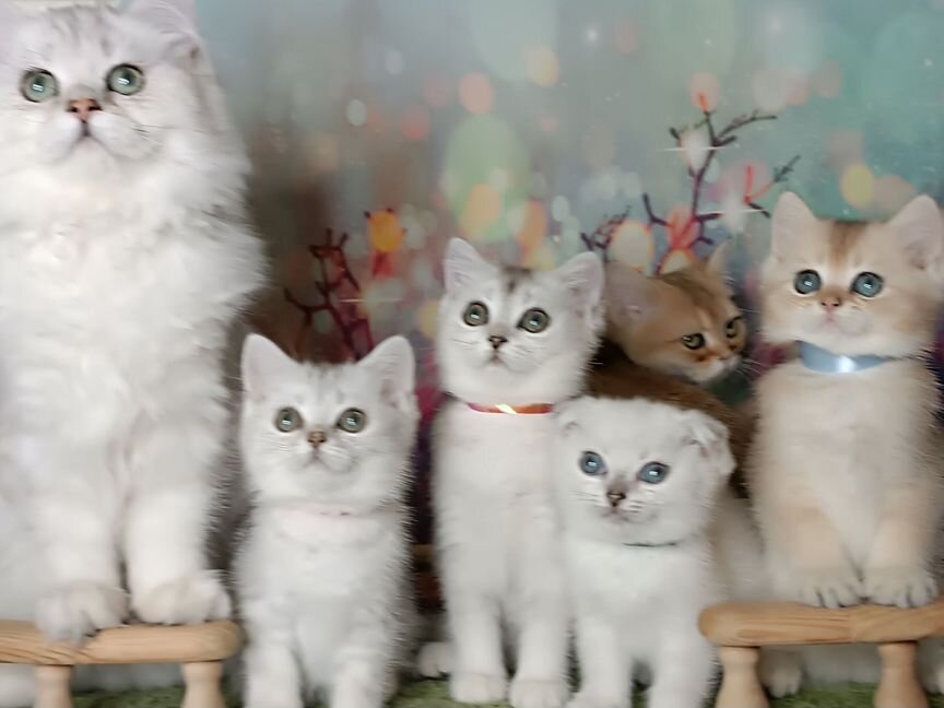 Британские и шотландские котята