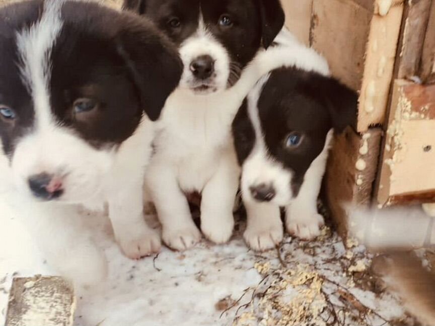 Кутята в добрые руки