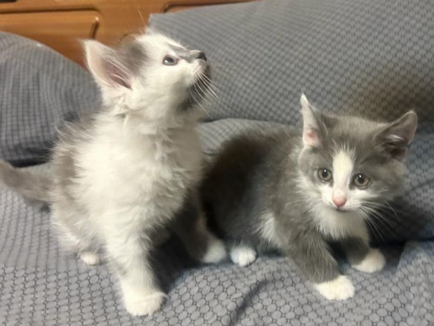 Котята в добрые руки даром. Девочки, 2 месяца