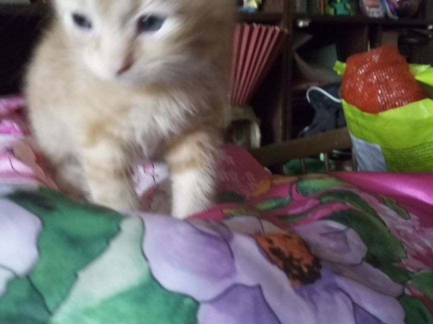 Кошка
