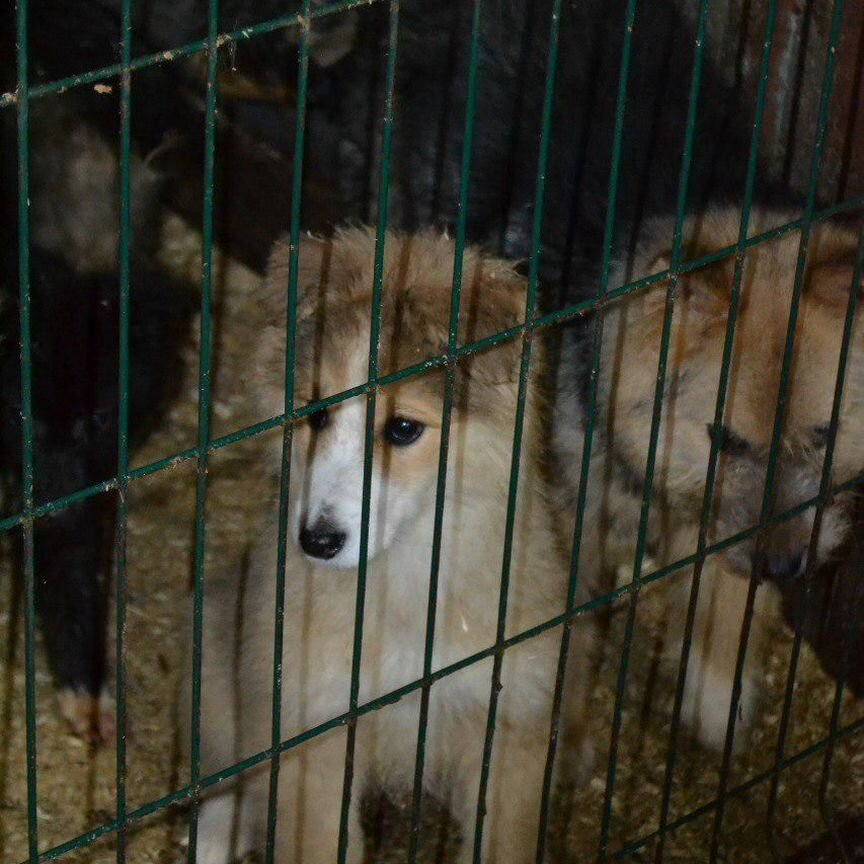 Щенки красивые в добрые руки бесплатно