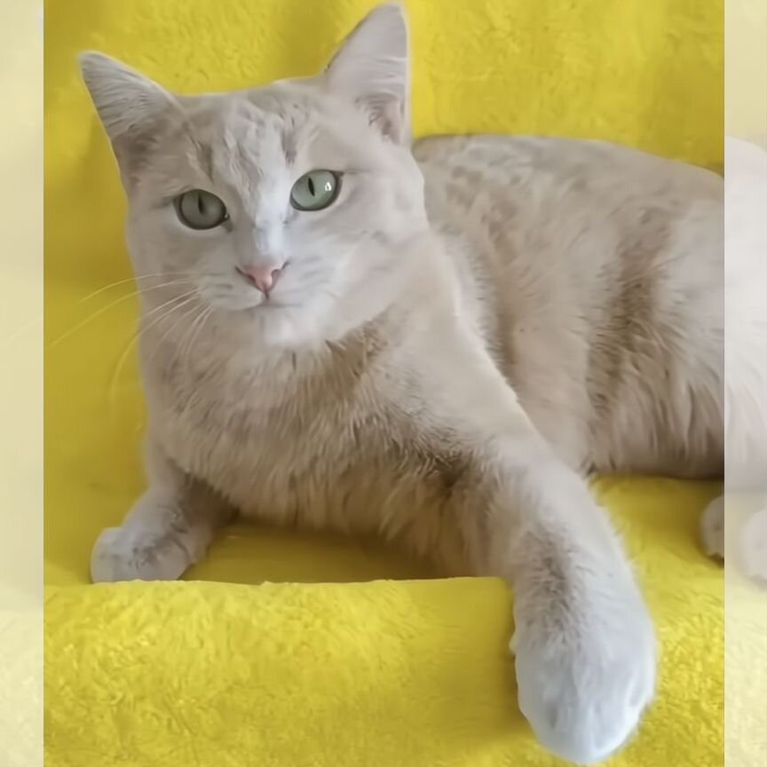 Взрослая, кошка в добрые руки