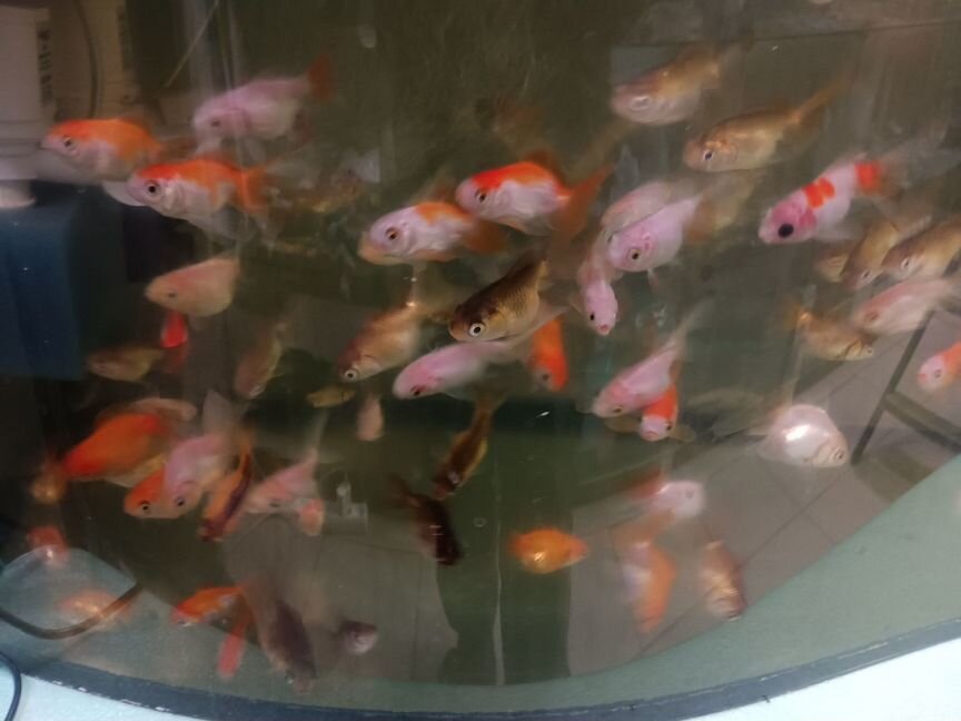 Золотые рыбки