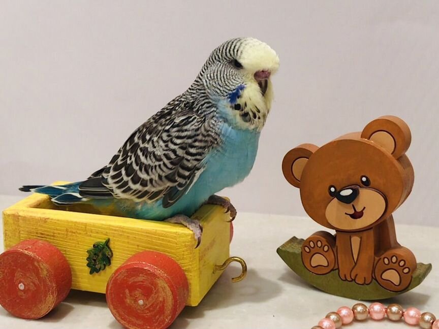 Выставочные волнистые попугаи чехи