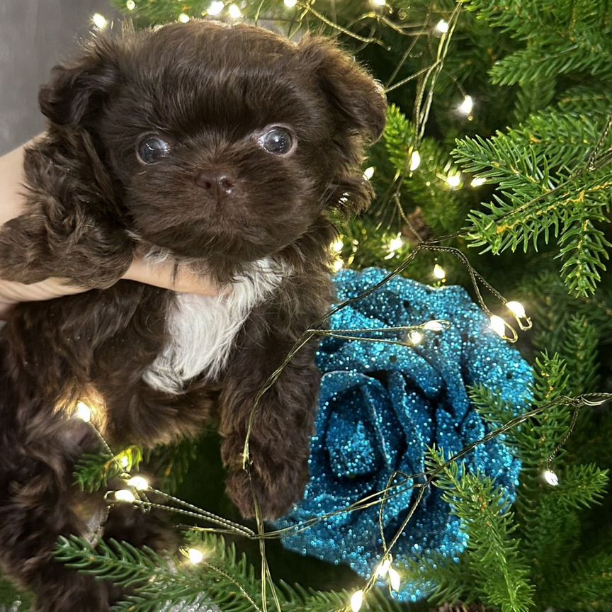 Мальтипу шоколад китай