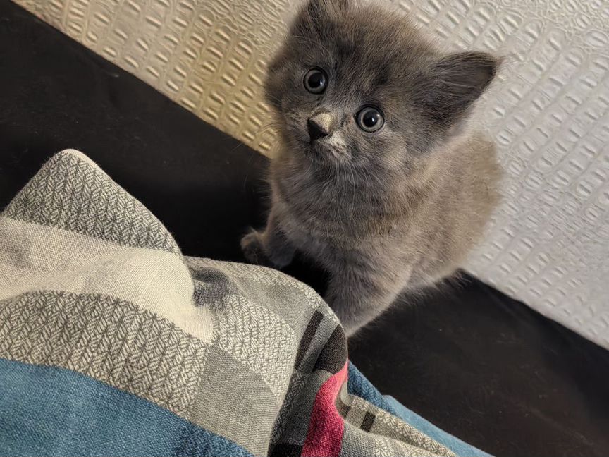 Шотландские прямоухие котята