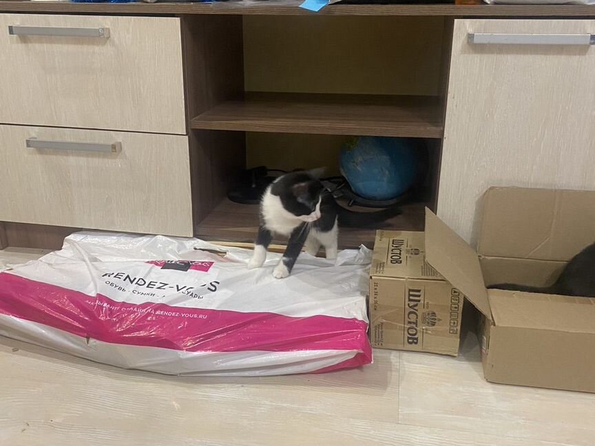 Котята к новому году